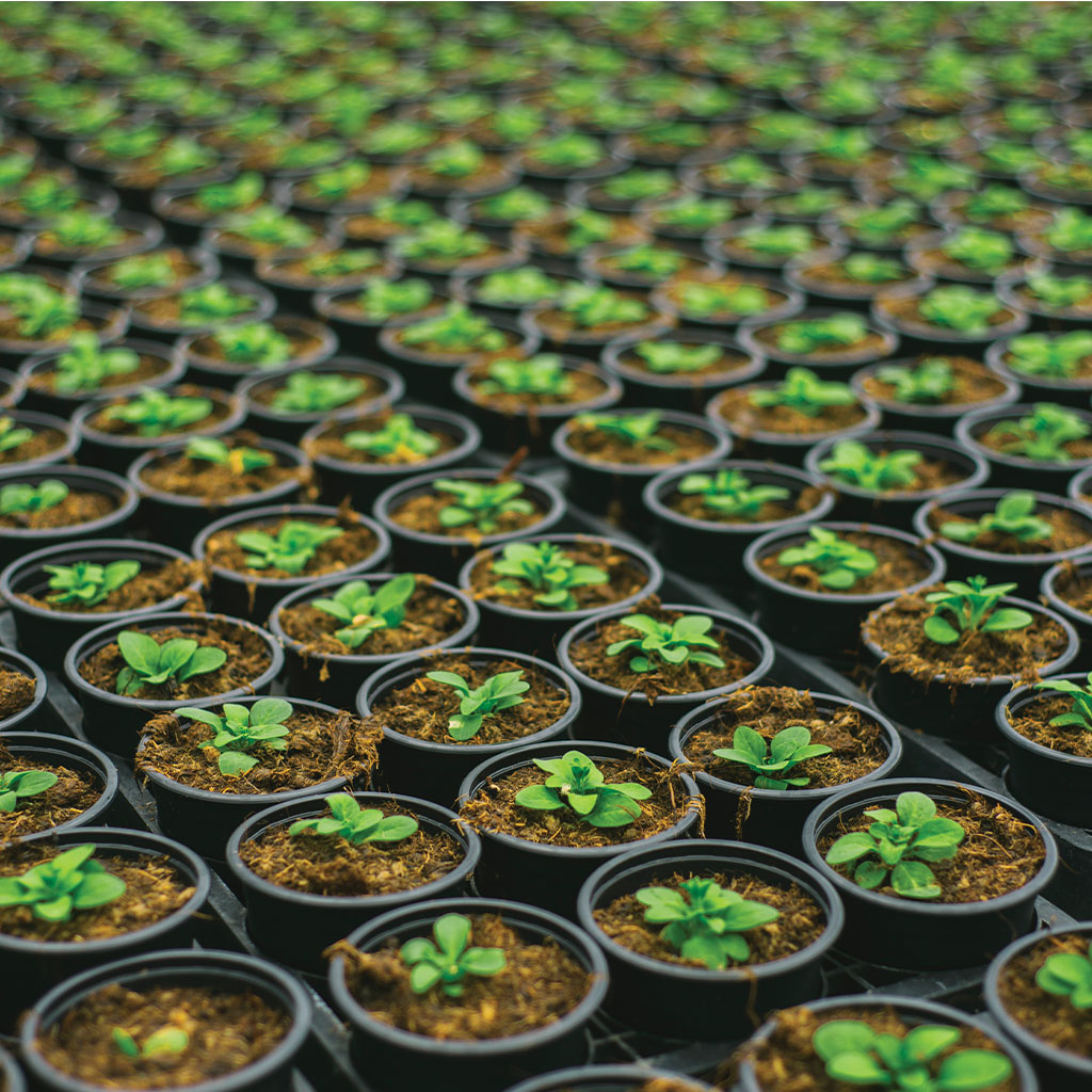 Potting & Bedding - Annuals Products - Sinclair