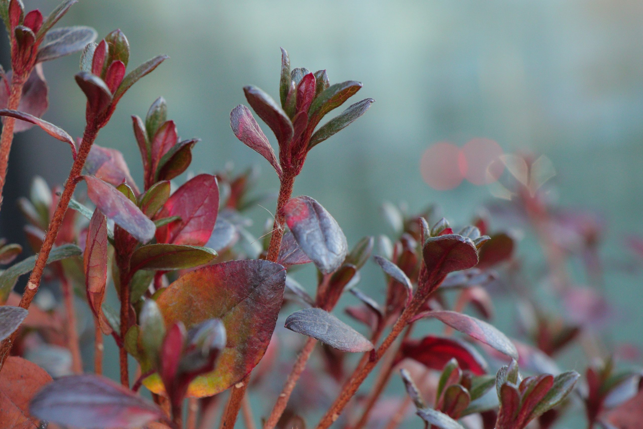 Peat Free - Article - Sinclair