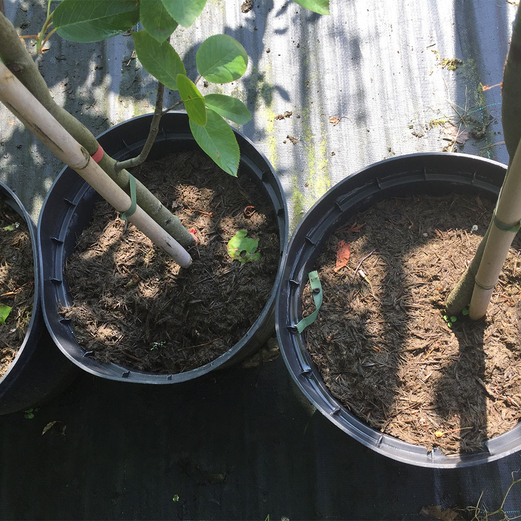 Pot Topper - Pot Topper Products - Sinclair